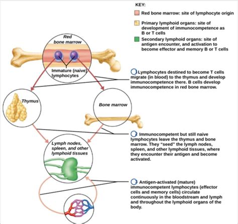 Adaptive Defenses Immune System Flashcards Quizlet