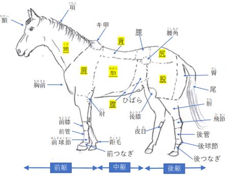 馬体の名称を知ることで馬の構造や特徴をより深く理解 よくやったブログ