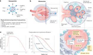 肾脏纳米药物肾脏靶向的生理原理 Nature Reviews Nephrology X MOL
