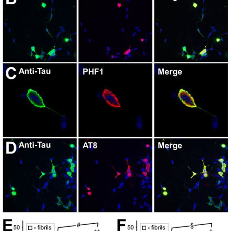 The P301l Mutation In Tau Enhances The Ability Of Pre Fibrillized α Syn