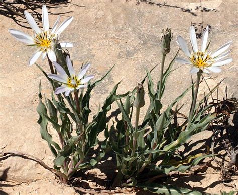 خواص گیاه شنگ و مزیت های دارویی آن