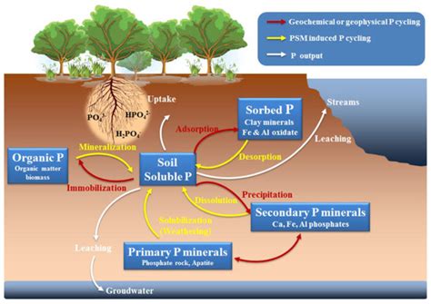 Biogeochemical Cycle Biology
