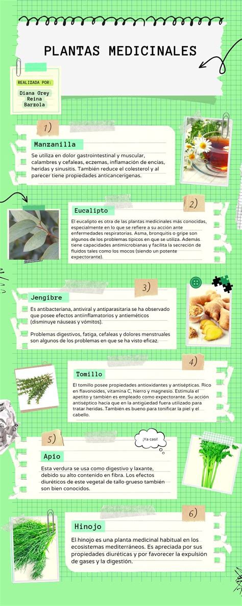 Plantas Medicinales En 2024 Plantas Medicinales Dibujos De Plantas