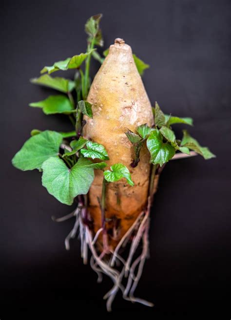 Sötpotatis ett galet experiment Naltafri