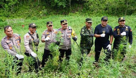 BNN Musnahkan Empat Hektar Ladang Tanaman Ganja Di Provinsi Aceh