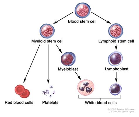 Polycythemia Vera Medlineplus Genetics