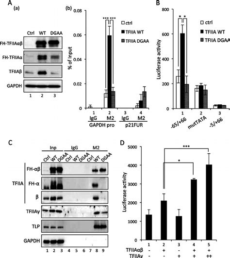 In Vivo Function Of Mature Tfiia ␣ And Tfiia ␤ A Chromatin