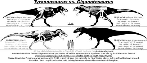 T Rex And Giganotosaurus Size Comparison Sxhbn