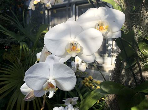 Every Goddamn Day 091425 Orchids — Like Sex Dolls For Bees