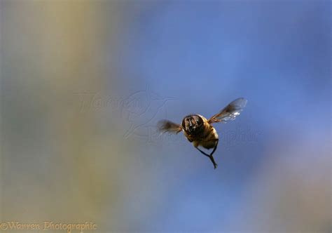 Hoverfly Or Drone Fly Hovering Photo Wp39959