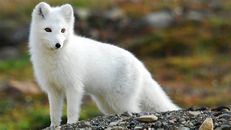 Arctic Fox 4k Wildlife Hd Wallpaper Rare Gallery
