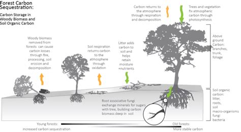 Carbon Sequestration How Trees Absorb And Store Carbon Whereismytree