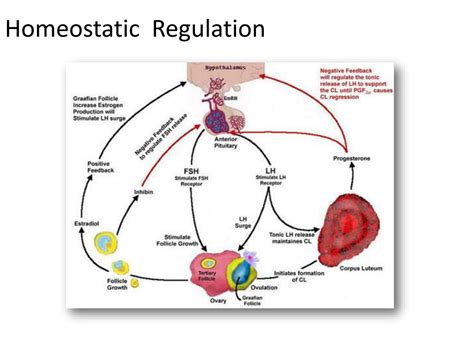 Ppt Homeostatic Regulation Powerpoint Presentation Free Download