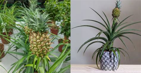 La ¡cómo Plantar Piña En Una Maceta ¡la Forma Más Fácil Que Existe