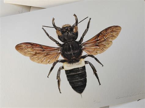 Megachile Pluto A4 Sized Limited Edition Art Print Wallaces Giant B Carim Nahaboo Artwork