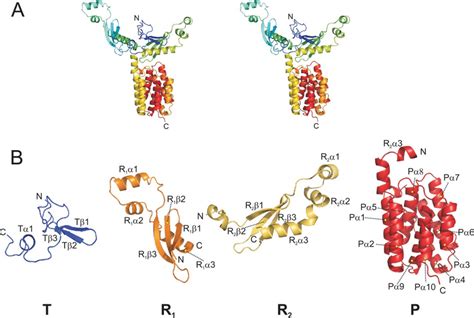 Structure Of Colicin S4 A Stereo View Of The Complete Structure B Download Scientific