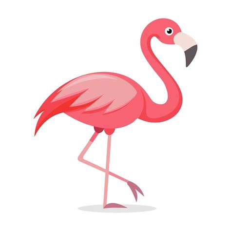 Premium Vector Flamingo Bird Vector Illustration On White Background