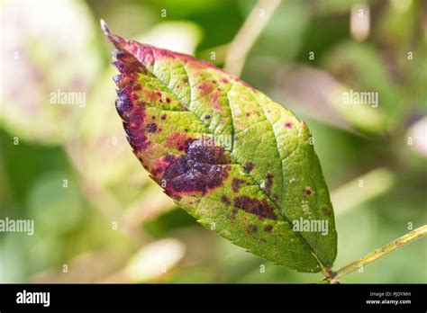 Plantes Maladies Fongiques Maladie Des Feuilles De Rosier Provoque L