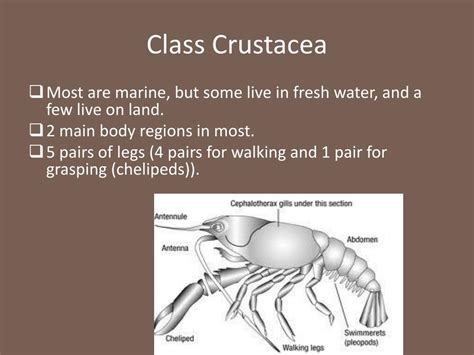 Ppt Phylum Arthropoda Powerpoint Presentation Free Download Id2024685