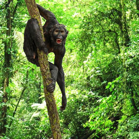 Pierolapithecus Catalaunicus Reconstruction Depicted As Decidedly