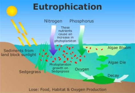 Eutrophication Definition Causes Classification Effects And Faqs On