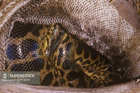 Yellow Anaconda W Recently Shed Skin Eunectes Notreus Amazon South