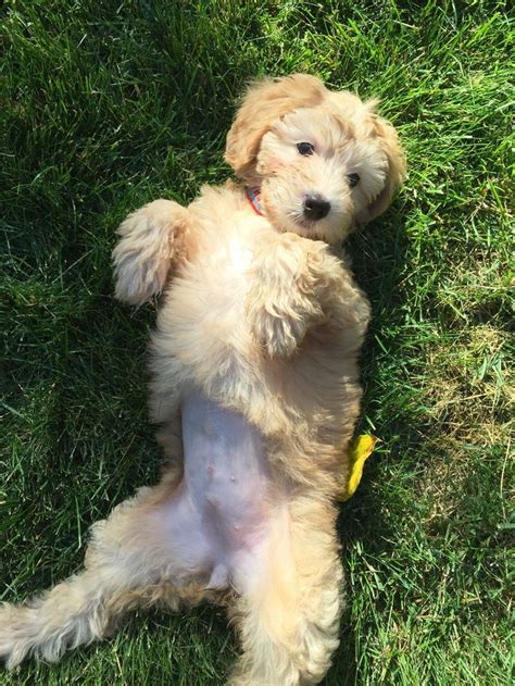 Leaf Assassin Ifttt2dlxkhx Golden Retriever Retriever Animals