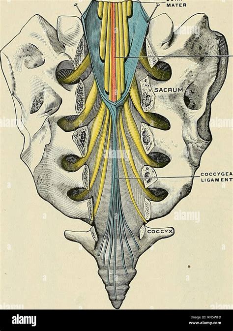 Anatomy Descriptive And Applied Anatomy 844 The Nerve System The