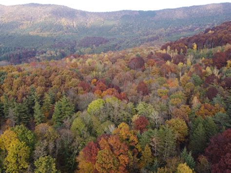 Nnt Forest Stands Pra Sabò ©fabio Giacomazzi 2021 Download