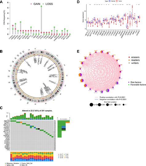 Figure 1 From Molecular Characterization Of M6a Modifications In Non