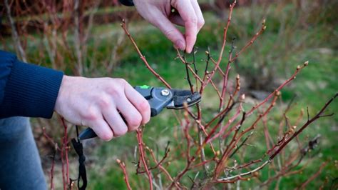 This Is Exactly When And How You Should Prune Your Blueberry Bushes For