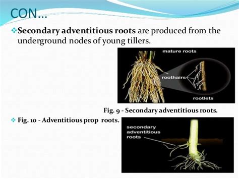 External Morphology Of Rice