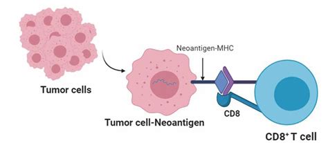 Neoantigen Identification Service Mtoz Biolabs