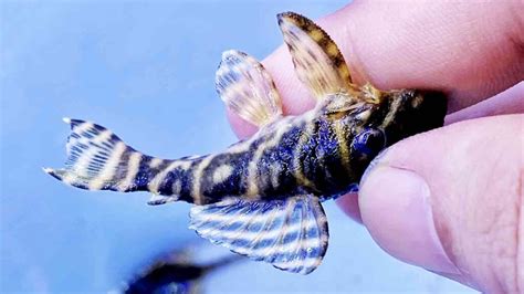 Mega Clown Pleco L340 Pleco Care Size Lifespan Breeding And More