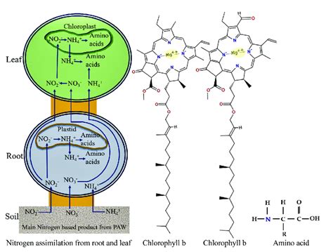 Schematics Showing General Nitrogen Assimilation In The Roots And