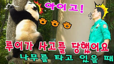 Sos 맙소사😱루이바오가 푸수빌 저택에서 나가려고 하다가 갑자기 사고가 났어요💥송 할부지 는 너무 걱정해서 빨리 달려가서