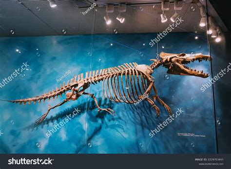 Leviathan Whale Skeleton