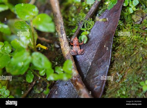 Morn Blanc Nature Trail Gardiners Seychelles Frog Is One Of The World