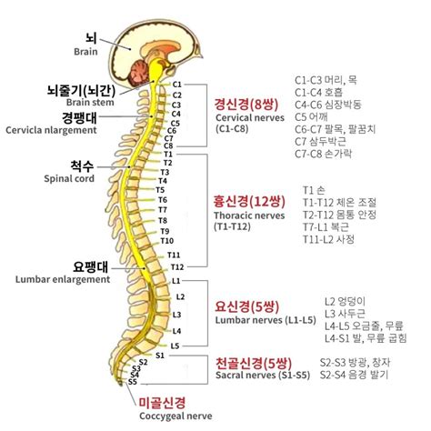 척추 각 척추와 장기 연관성