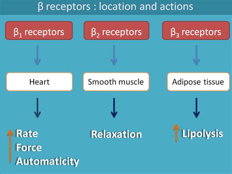 Beta Blockers A Central Role In Cardiac Disorders