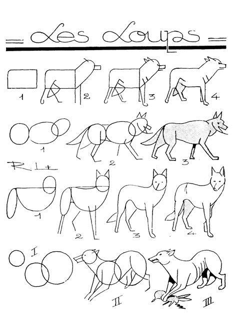 Dessiner Un Loup Comment Dessiner Un Loup Loup Dessin Commen