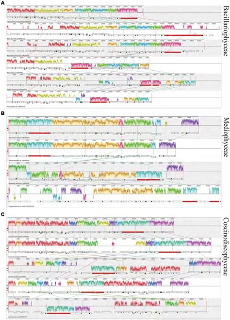 Synteny Analysis Of Diatom Mtdnas Constructed In This Study A
