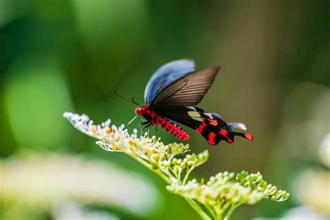 집 밖의 Papilio Cresphontes 검은 나비 곤충 꽃 꽃가루 꽃밭 꽃봉오리 꽃이 피는 꿀 나비