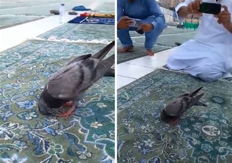 شاهد حمامة ساجدة تجاه الكعبة تثير جدلًا بين المغردين