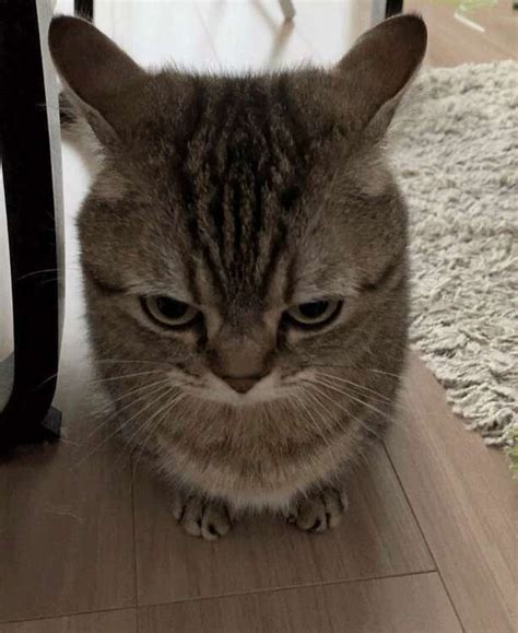 Создать мем кот кот котик кот недовольный Картинки Meme