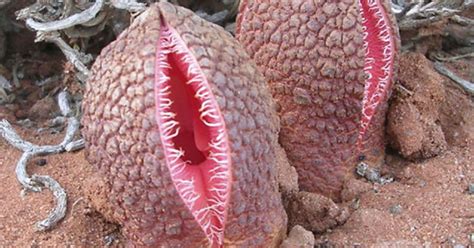 Surviving In Style The Adaptations Of Hydnora Africana Hasan Jasim
