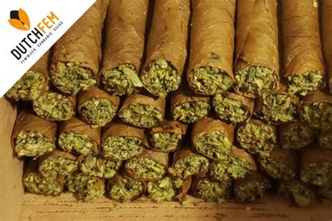 The Differences Between Joints Blunts And Spliffs Dutchfem