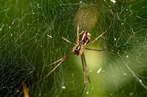 Spider Arachnid Web Free Photo On Pixabay Pixabay