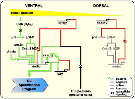 Symmetry Special Issue Symmetry And Asymmetry In Biology