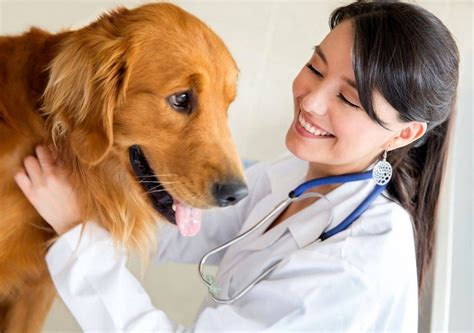 As doenças oculares mais comuns em cachorros